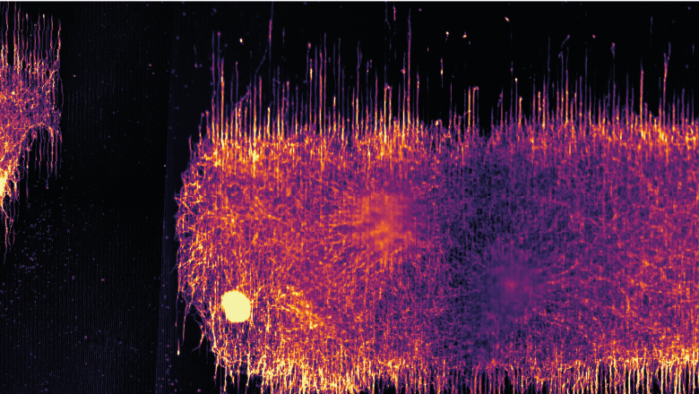 Kings Scientists Developed A Novel Pipeline To Create Custom Cell