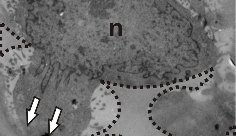 Linc Complex Roles In Epithelial Cell Architecture And 3d Migration